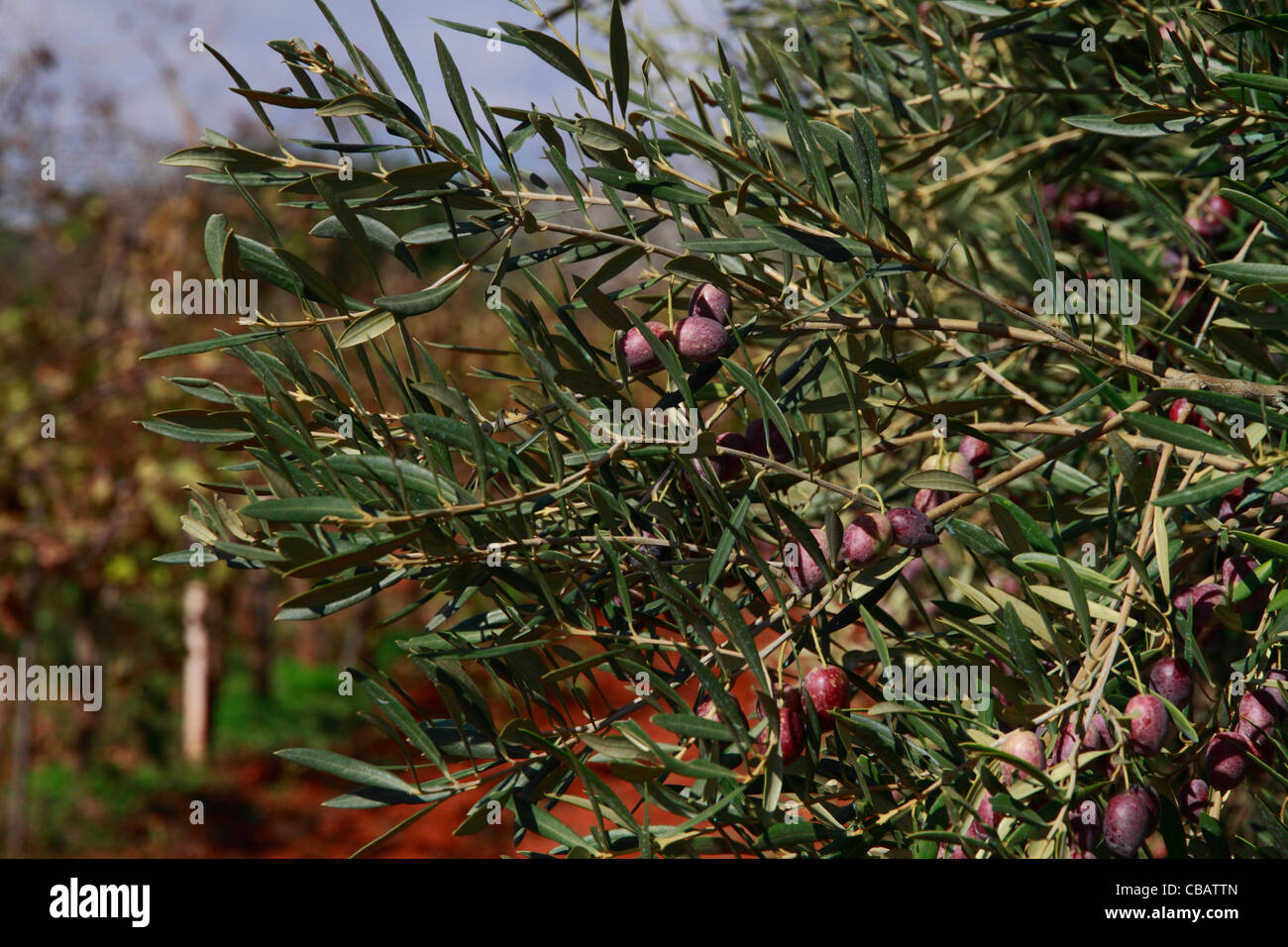Olive tree branch Stock Photo - Alamy