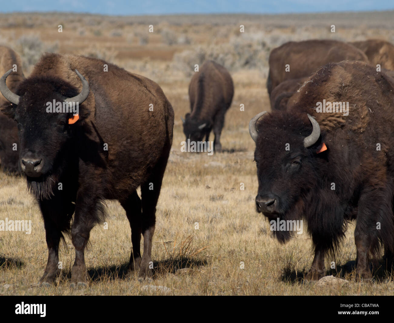 Buffalo herd on Zapata Ranch, Colorado. The high desert grasslands ...