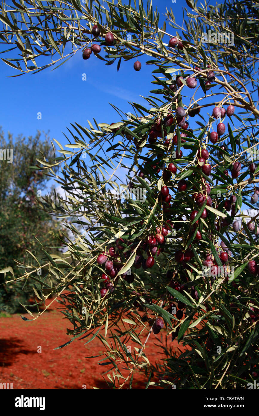 Olive tree branch Stock Photo - Alamy