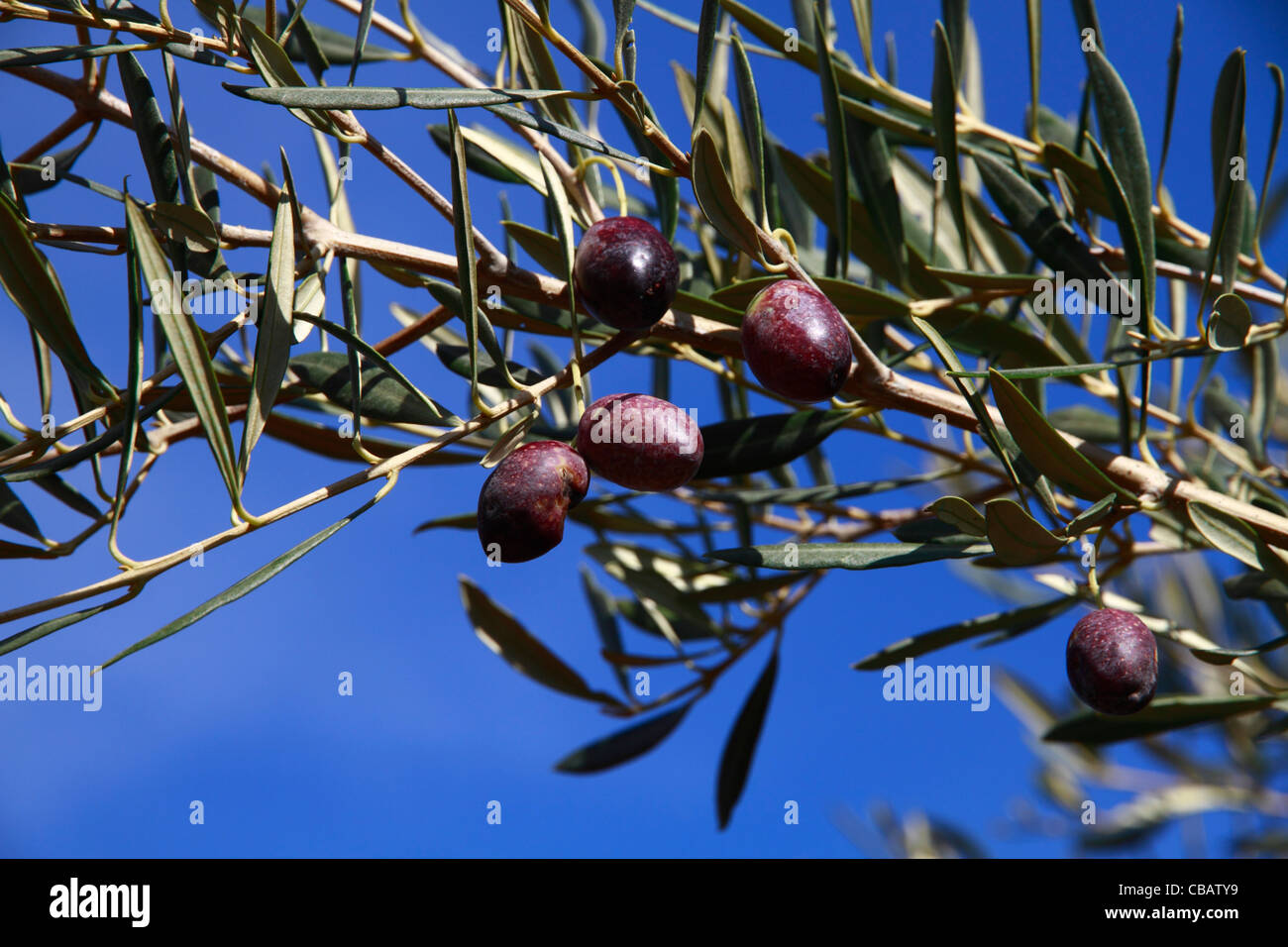 Olive tree branch Stock Photo - Alamy