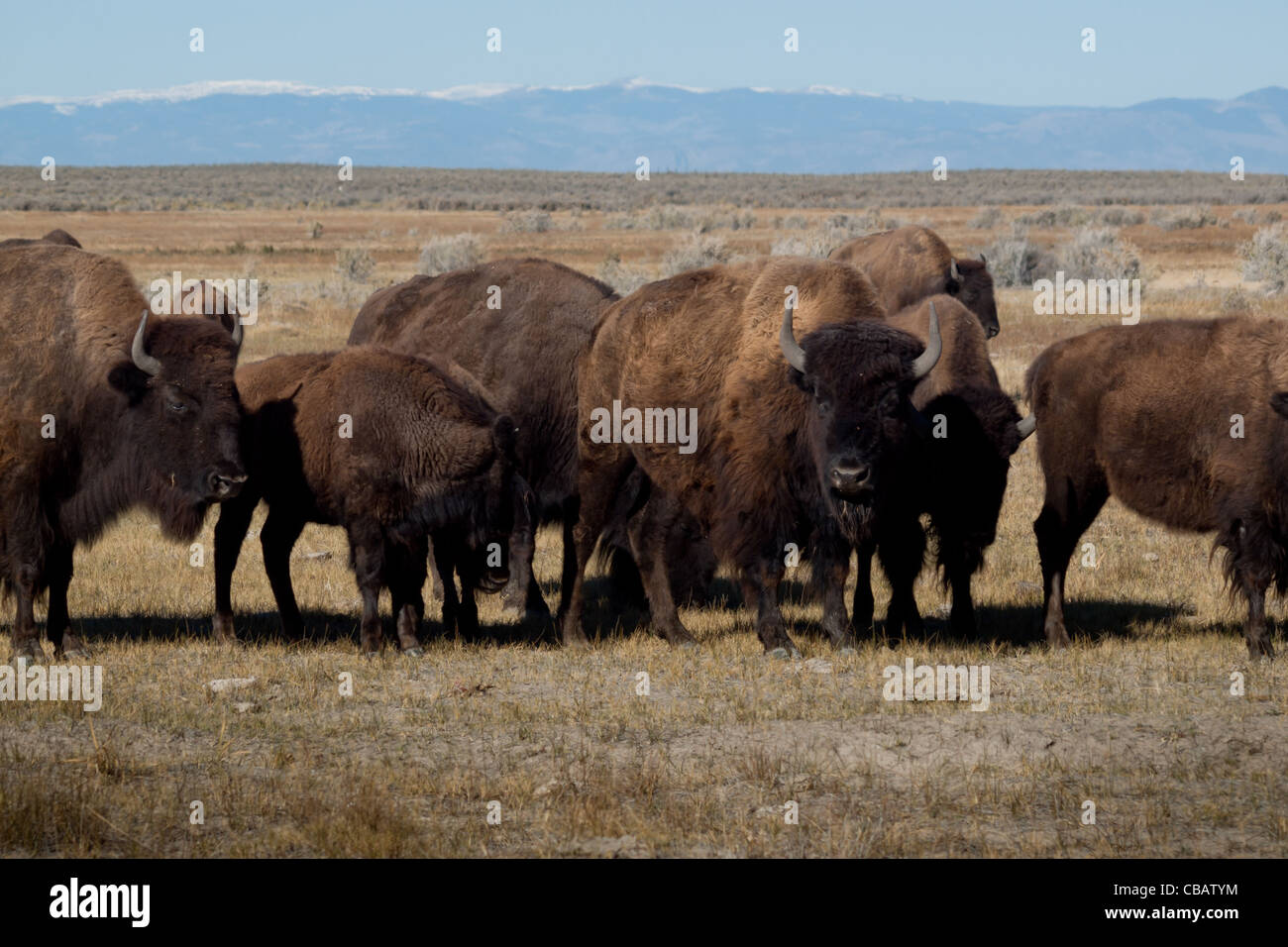 Buffalo herd on Zapata Ranch, Colorado. The high desert grasslands ...