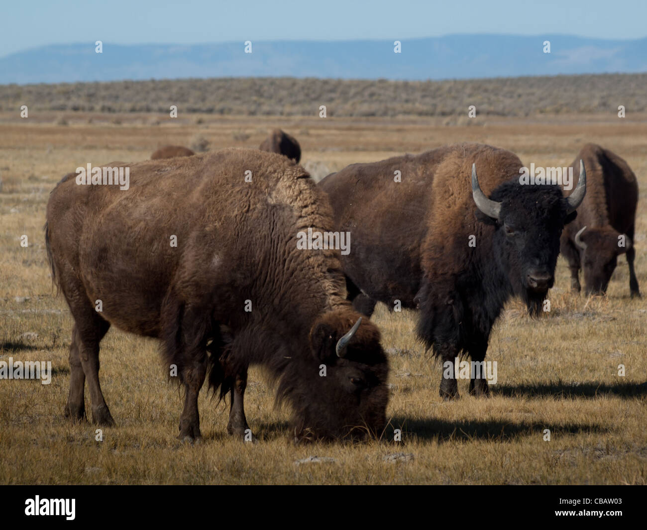 Buffalo herd on Zapata Ranch, Colorado. The high desert grasslands ...