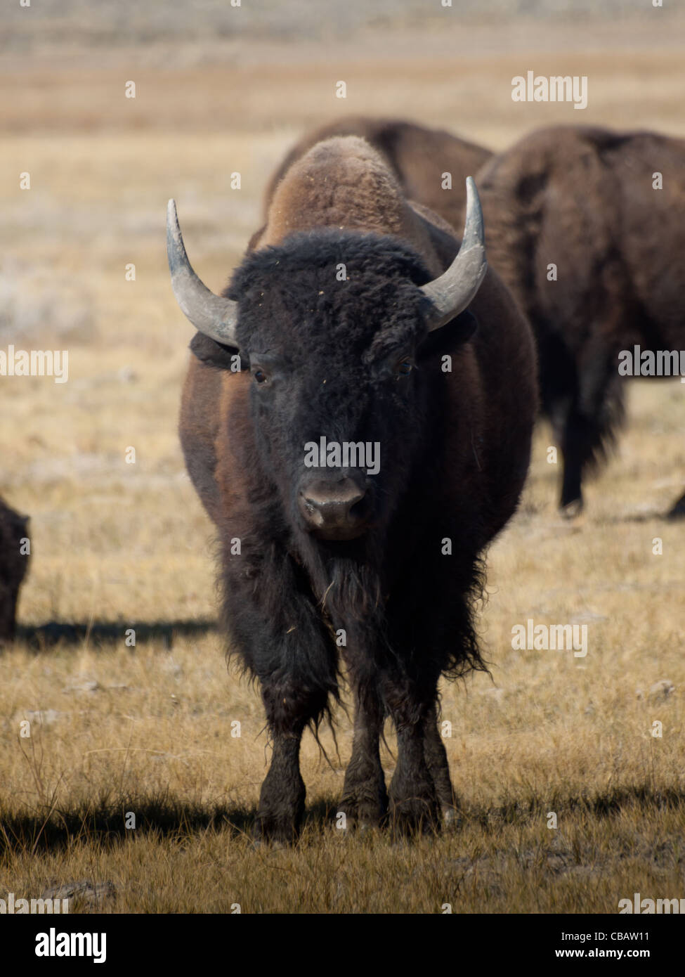 Buffalo herd on Zapata Ranch, Colorado. The high desert grasslands ...