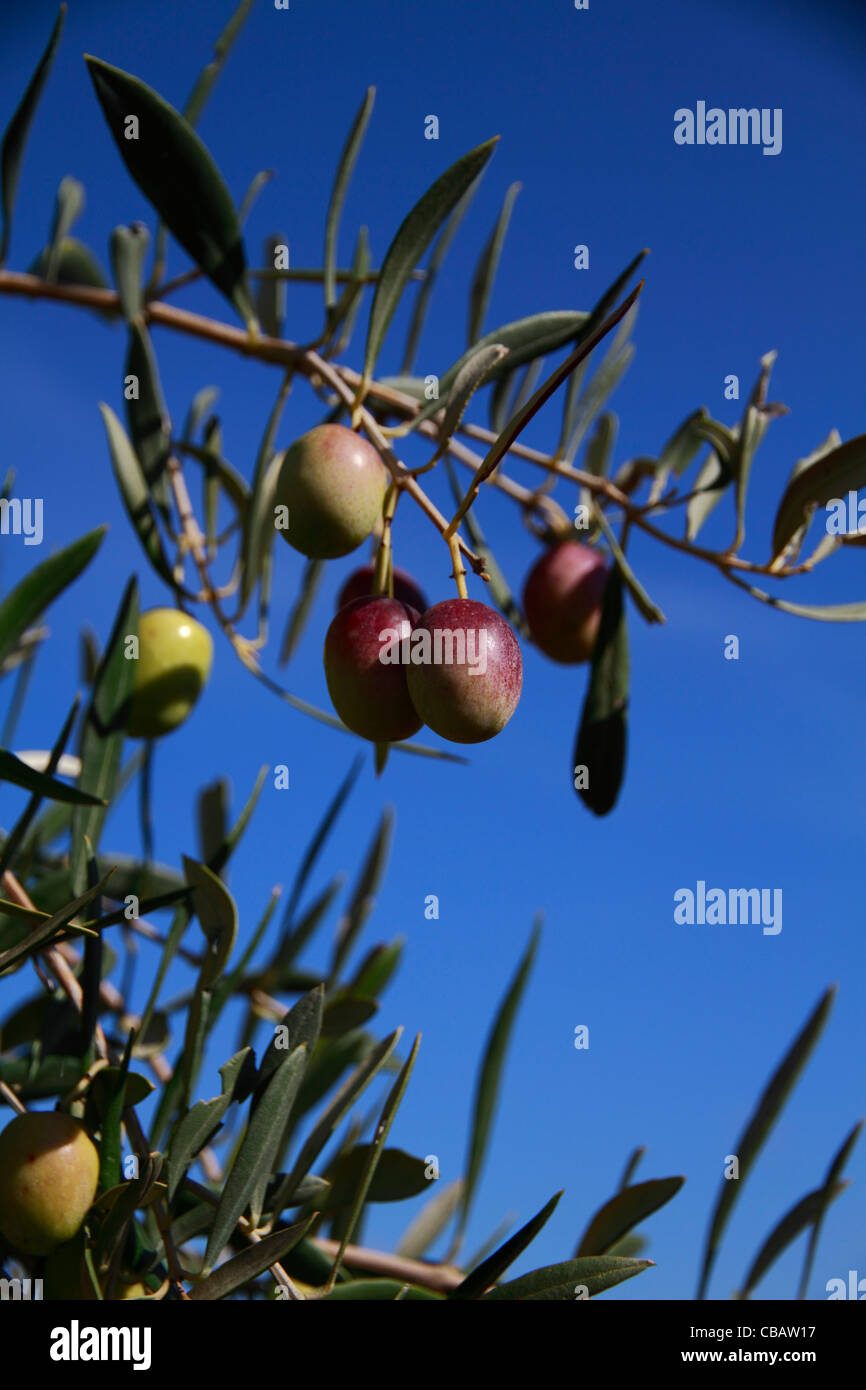 Olive tree branch Stock Photo - Alamy