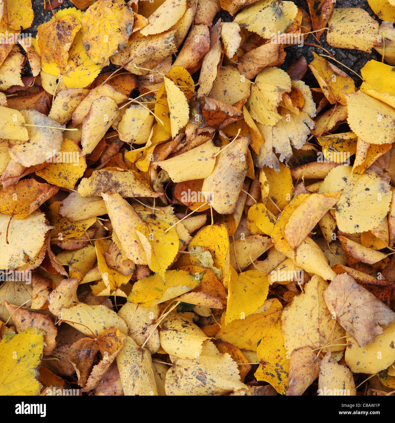 Crisp, yellow autumn leaves lie on the ground Stock Photo - Alamy