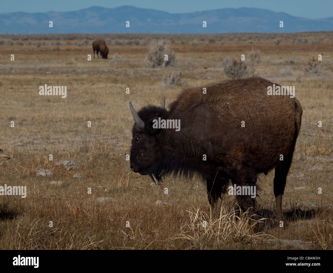 Buffalo herd on Zapata Ranch, Colorado. The high desert grasslands ...