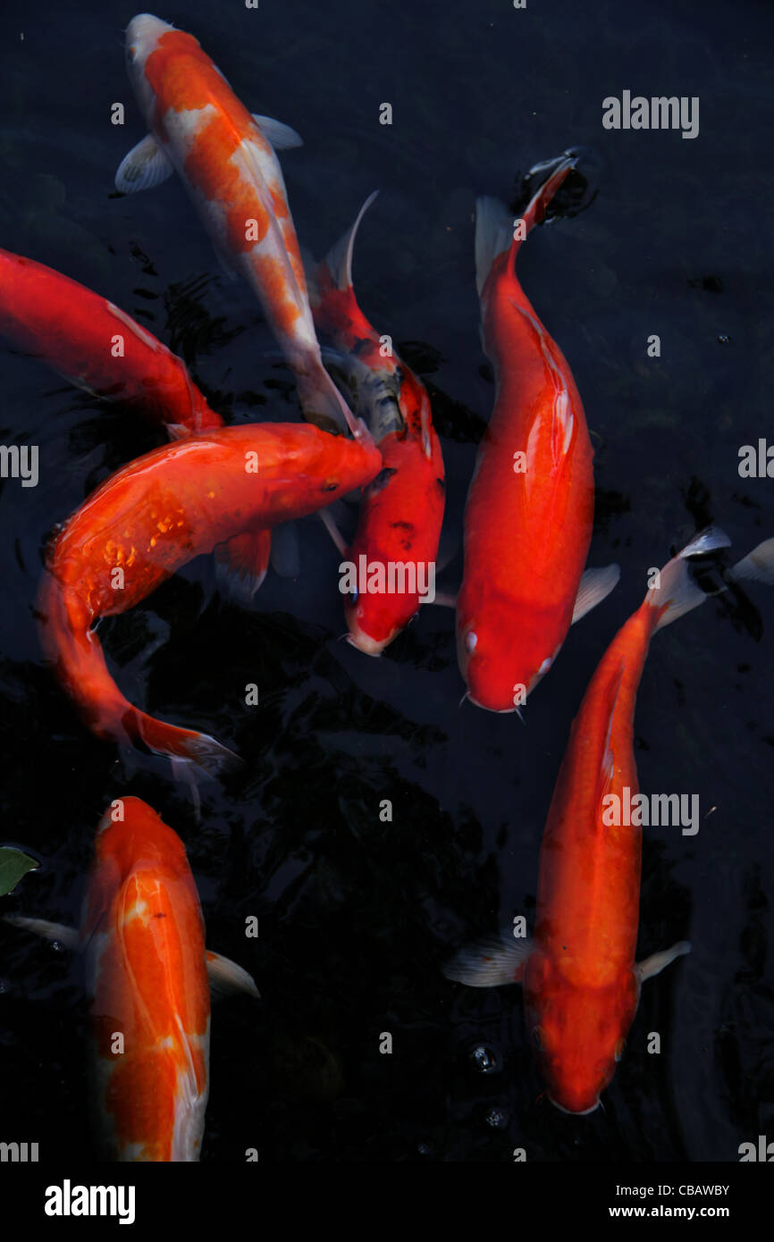 Red Carp High Resolution Stock Photography and Images - Alamy