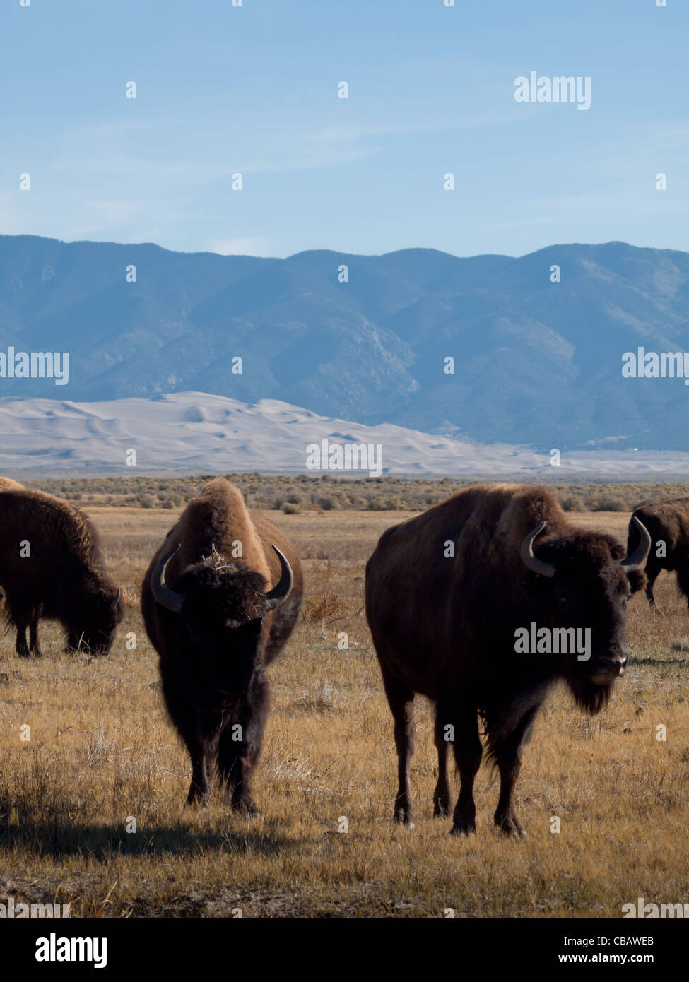Buffalo herd on Zapata Ranch, Colorado. The high desert grasslands ...