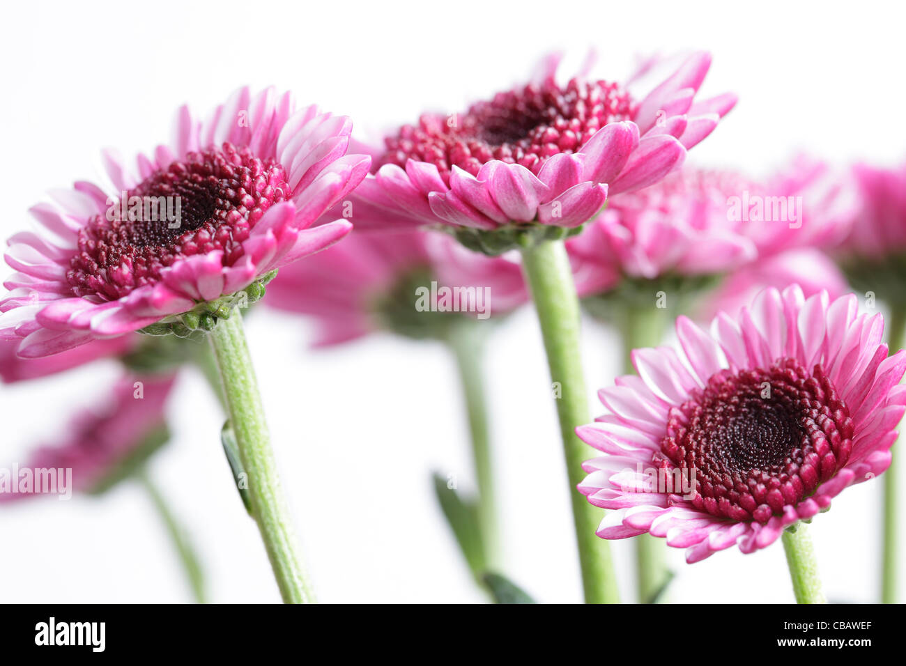 Pink gerberas daisies Stock Photo - Alamy