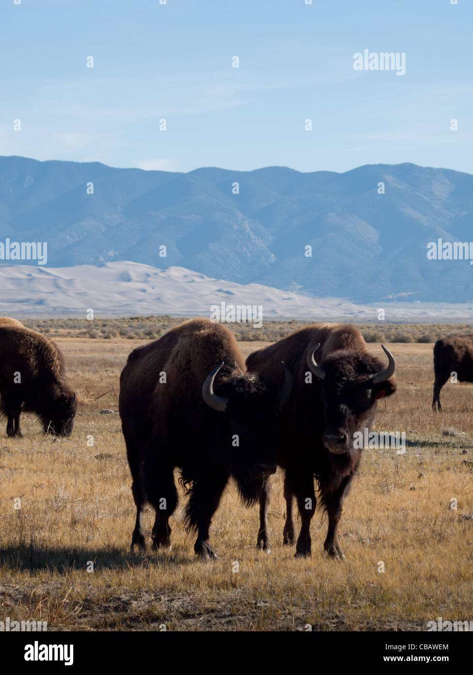 Buffalo herd on Zapata Ranch, Colorado. The high desert grasslands ...