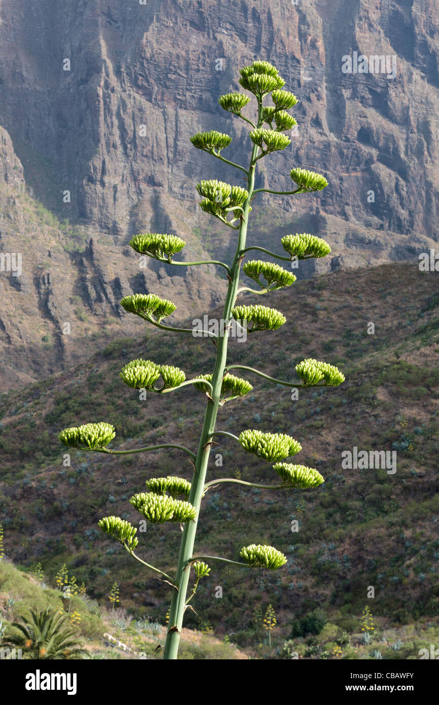Agave cactus flower stalk growing in the Masca barranco in Tenerife ...
