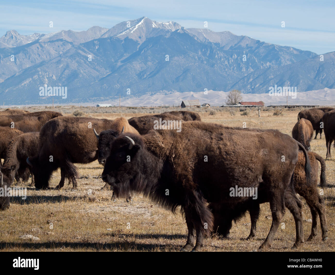 Buffalo herd on Zapata Ranch, Colorado. The high desert grasslands ...