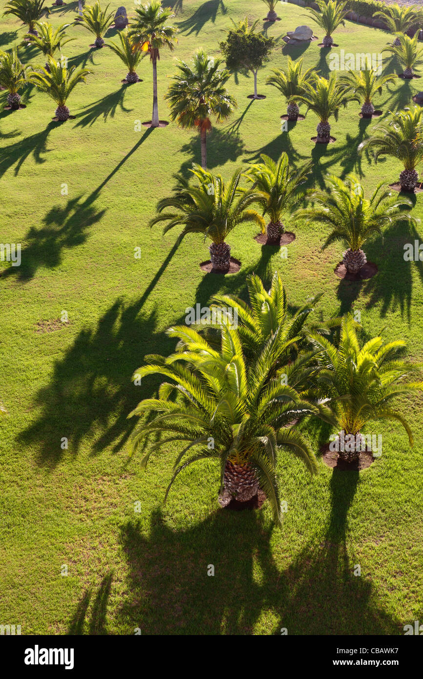A group of backlit palm trees on the lawn of the hotel Riu Palace ...