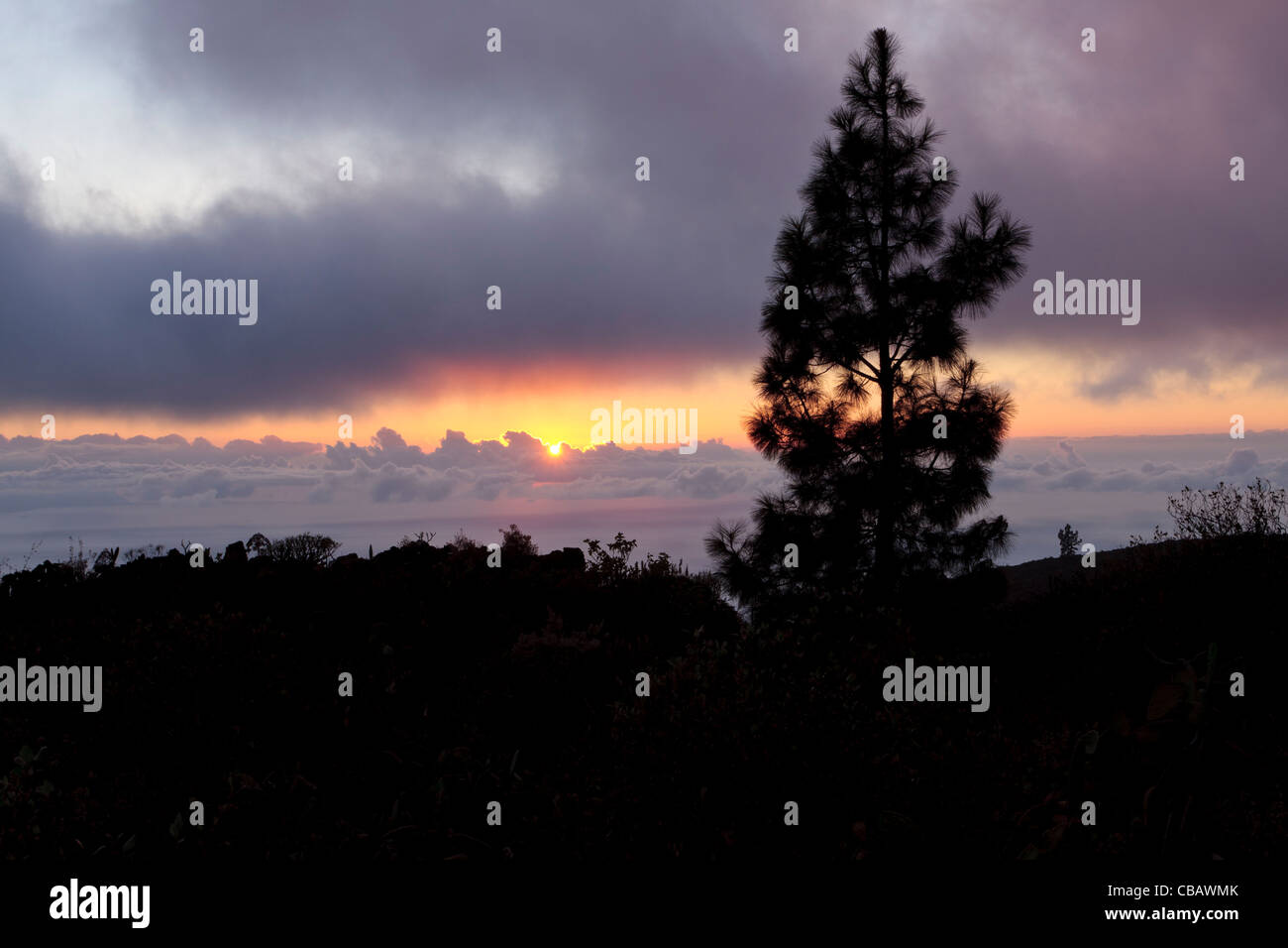 Pine tree silhouette hi-res stock photography and images - Alamy