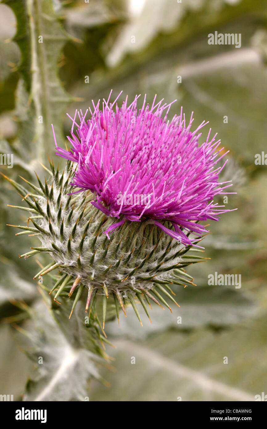 Purple thistle hi-res stock photography and images - Alamy