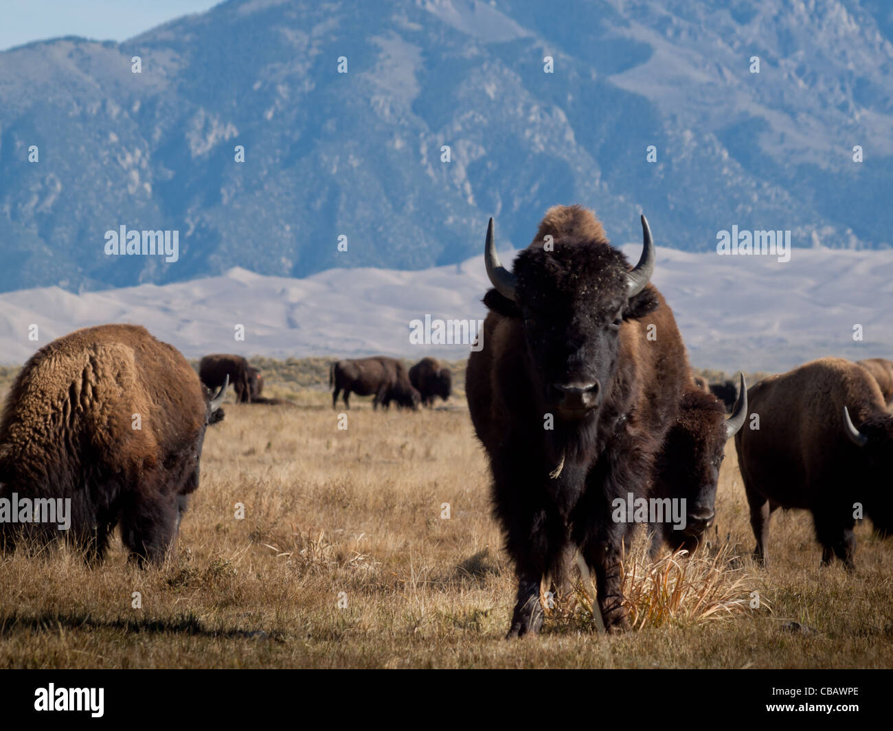 Buffalo herd on Zapata Ranch, Colorado. The high desert grasslands ...