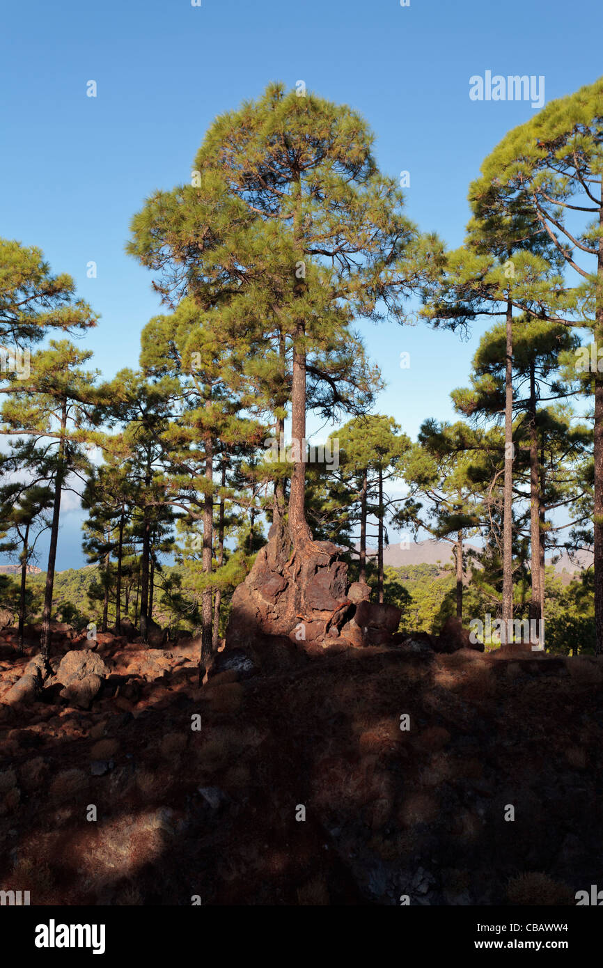 Canarian pines growing from the volcanic rock in the corona forestal at ...