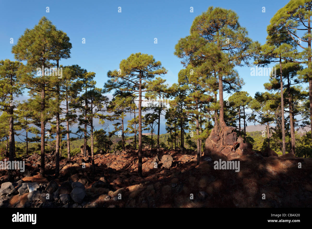 Canarian pines growing from the volcanic rock in the corona forestal at ...
