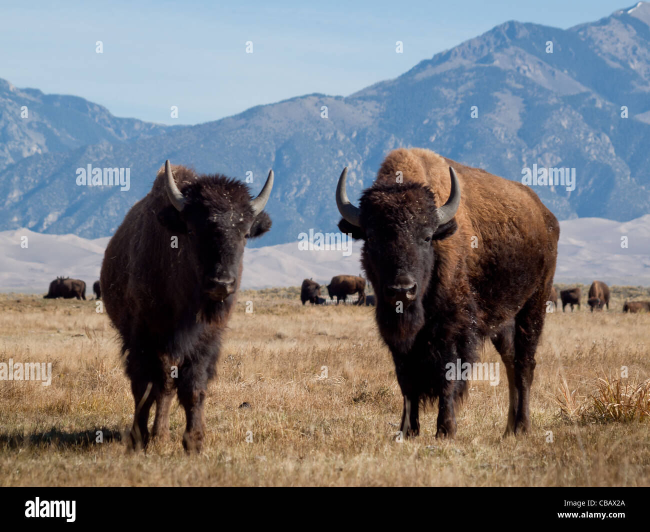 Buffalo herd on Zapata Ranch, Colorado. The high desert grasslands ...