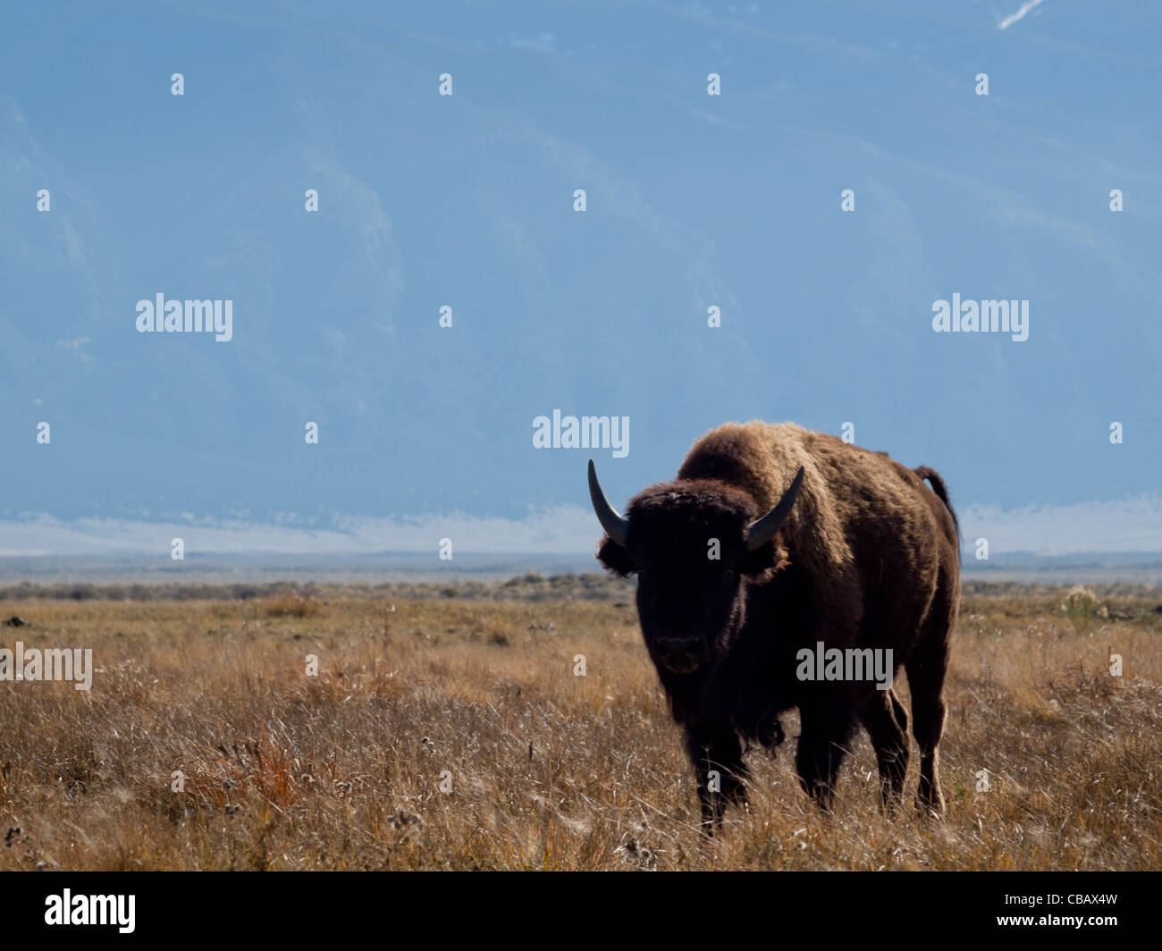 Buffalo herd on Zapata Ranch, Colorado. The high desert grasslands ...