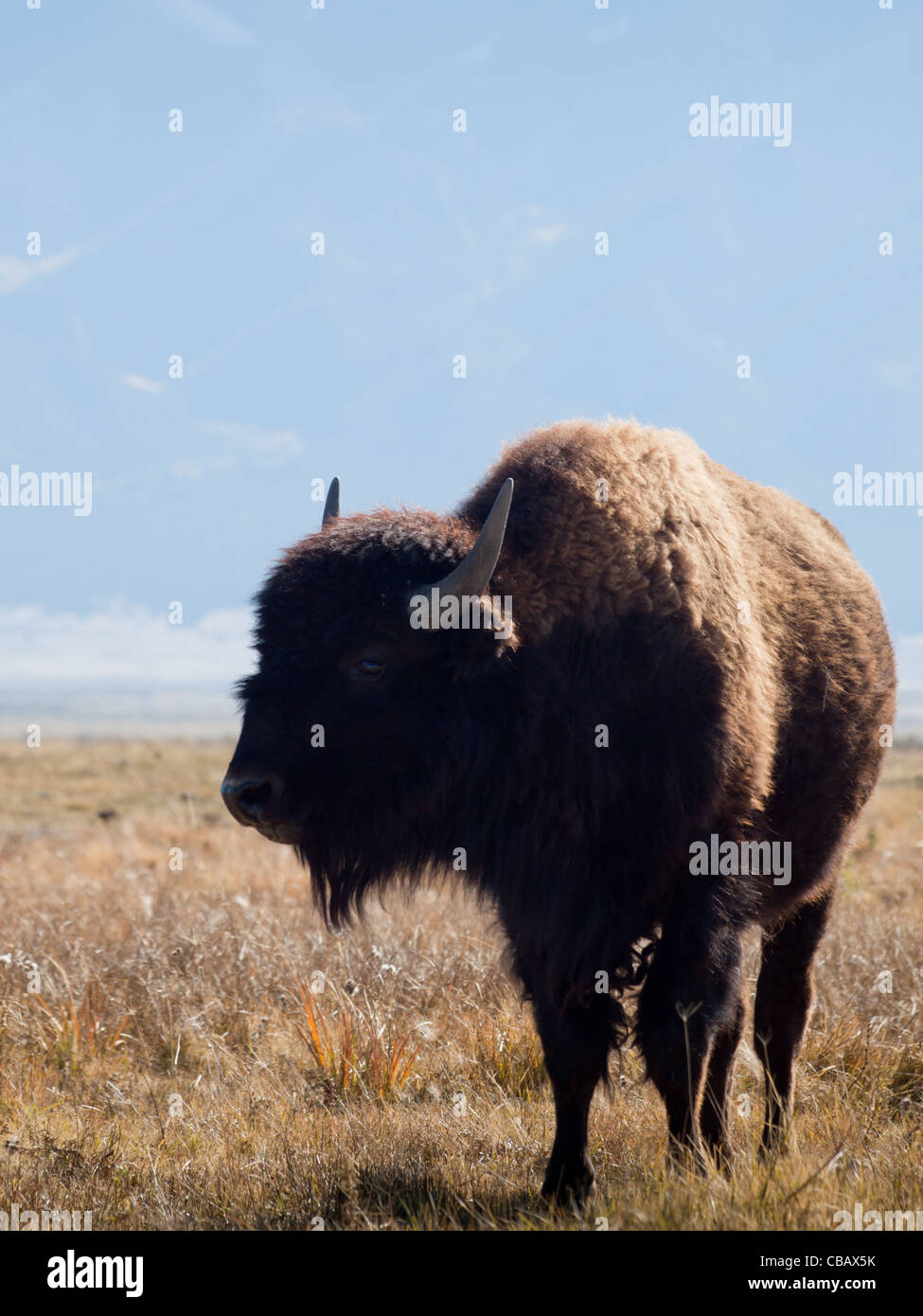 Buffalo herd on Zapata Ranch, Colorado. The high desert grasslands ...