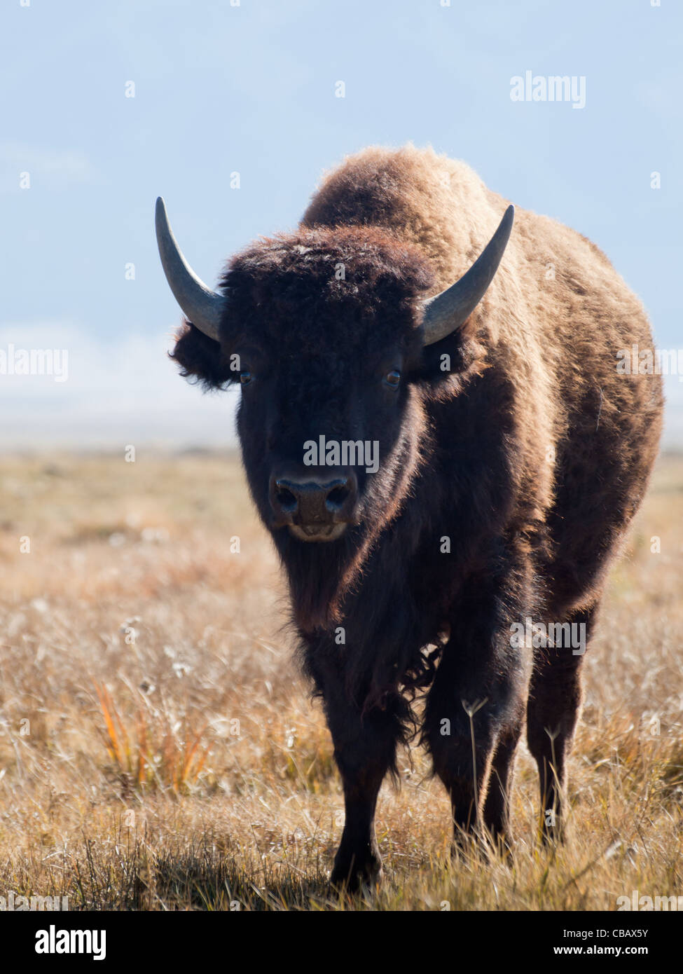 Buffalo herd on Zapata Ranch, Colorado. The high desert grasslands ...