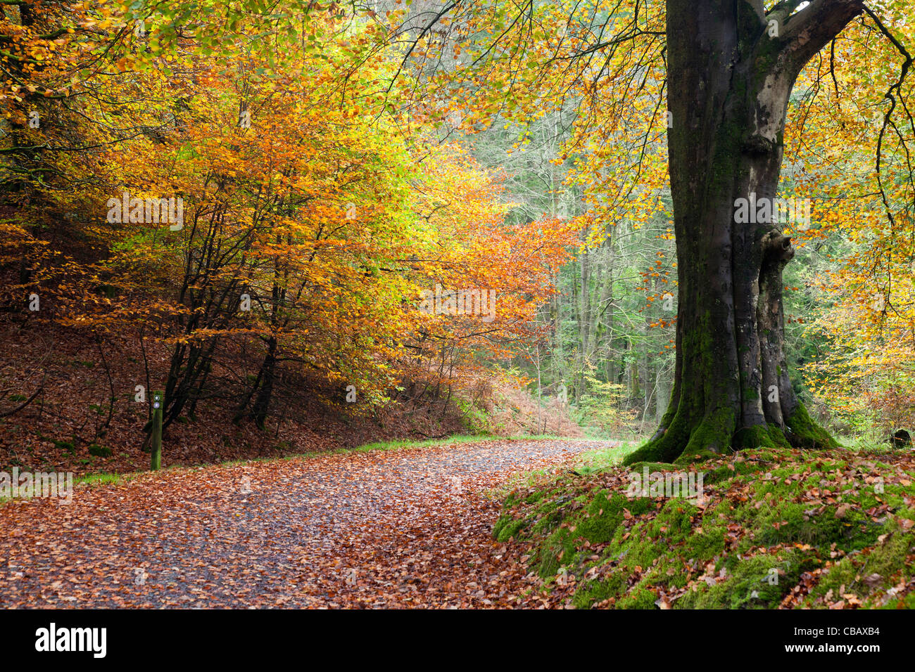 Grizedale hi-res stock photography and images - Alamy