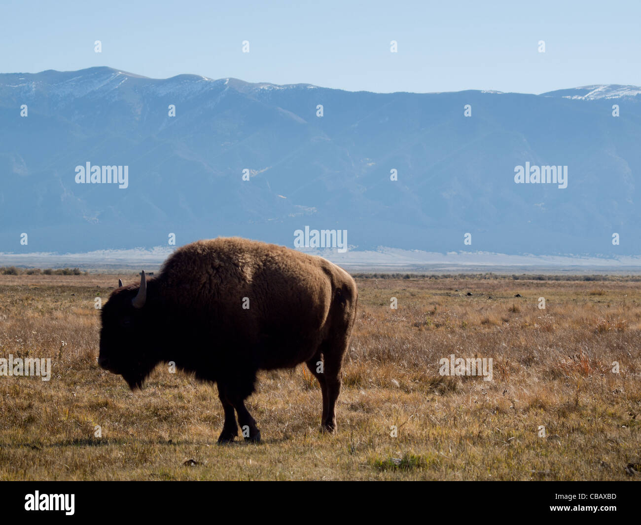 Buffalo herd on Zapata Ranch, Colorado. The high desert grasslands ...
