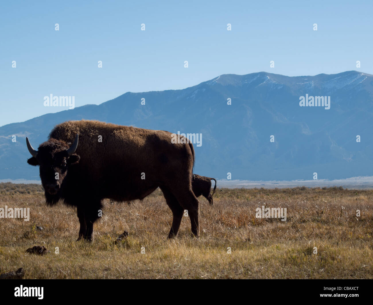Buffalo herd on Zapata Ranch, Colorado. The high desert grasslands ...