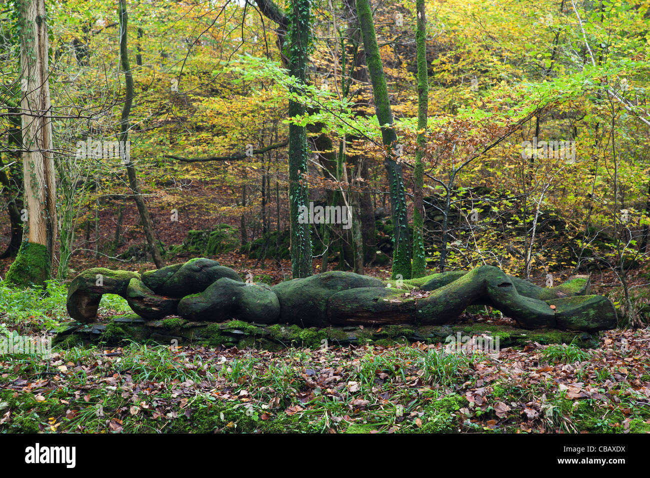 Wood sculpture in The Grizedale Forest near Hawkshead, Lake District ...