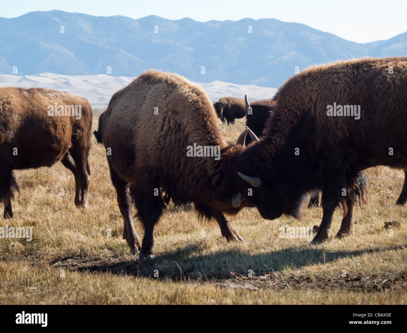 Buffalo herd on Zapata Ranch, Colorado. The high desert grasslands ...