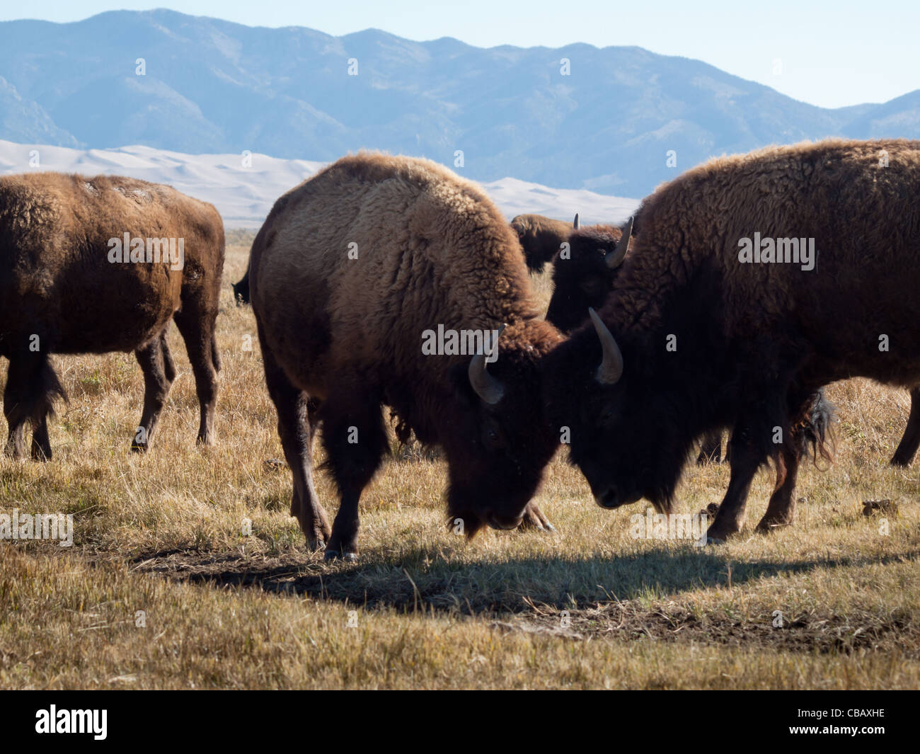 Buffalo herd on Zapata Ranch, Colorado. The high desert grasslands ...