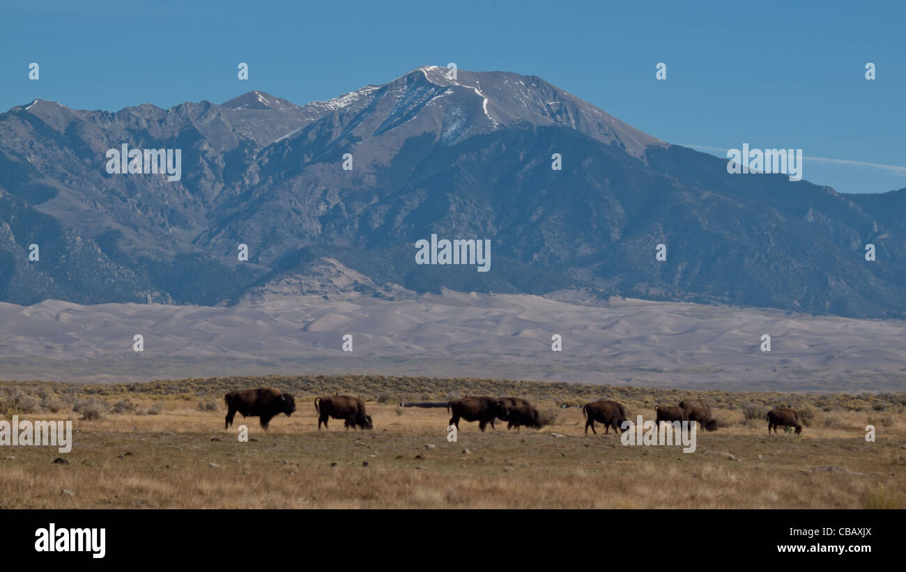 Buffalo herd on Zapata Ranch, Colorado. The high desert grasslands ...