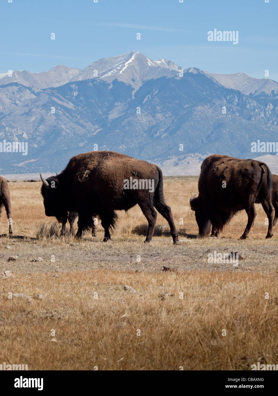Buffalo herd on Zapata Ranch, Colorado. The high desert grasslands ...