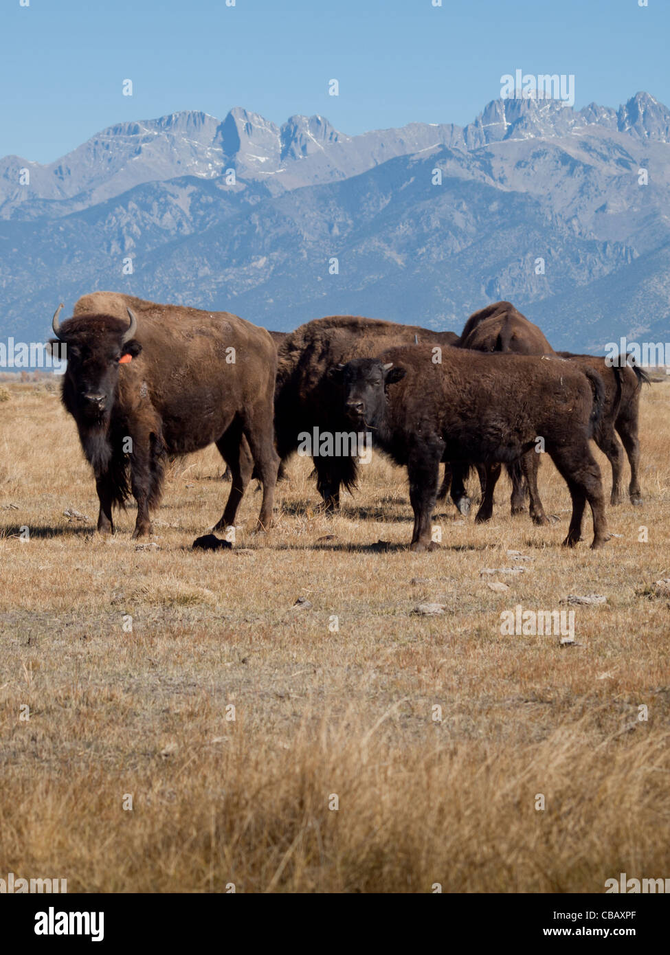 Buffalo herd on Zapata Ranch, Colorado. The high desert grasslands ...