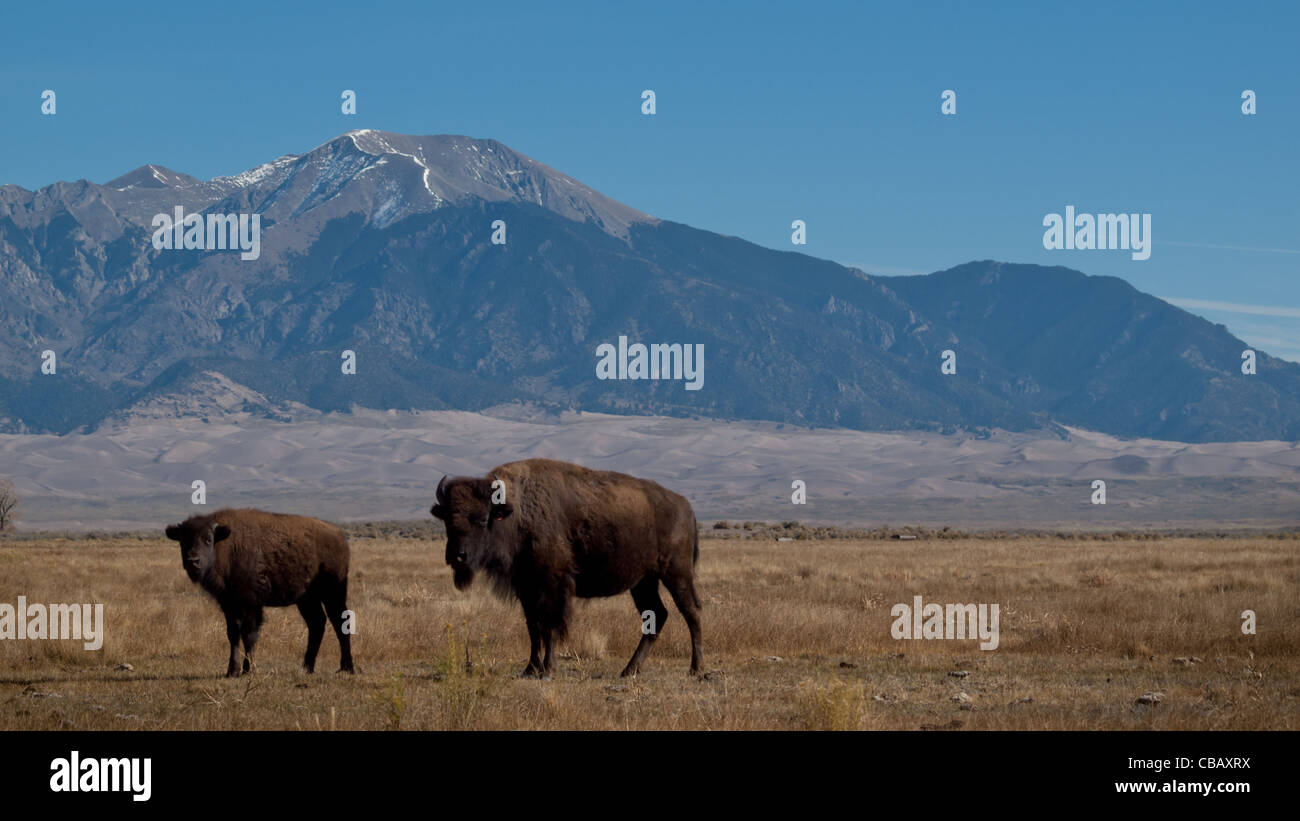 Buffalo herd on Zapata Ranch, Colorado. The high desert grasslands ...