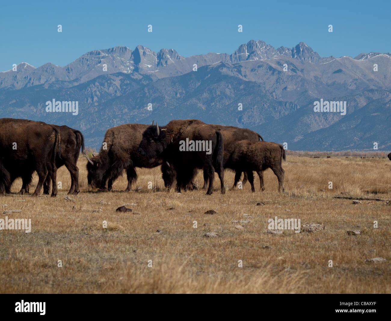 Buffalo herd on Zapata Ranch, Colorado. The high desert grasslands ...