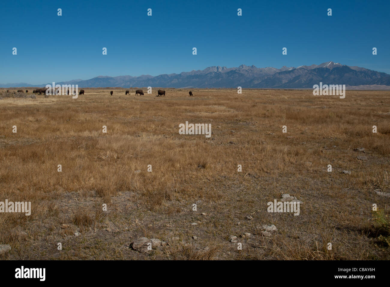 Buffalo herd on Zapata Ranch, Colorado. The high desert grasslands ...