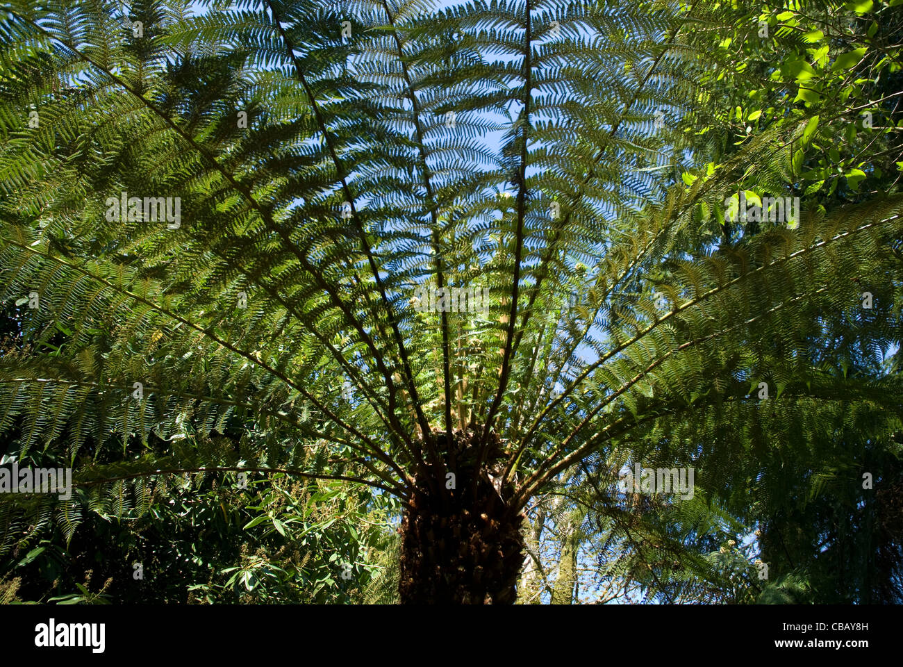Leaves of a fern West London England United Kingdom Stock Photo - Alamy