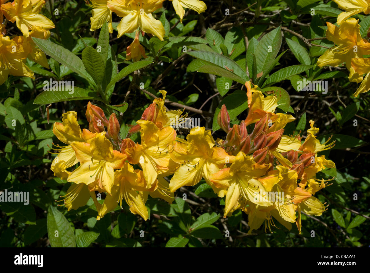 Orange Rhododendron Cornwall England United Kingdom Stock Photo - Alamy