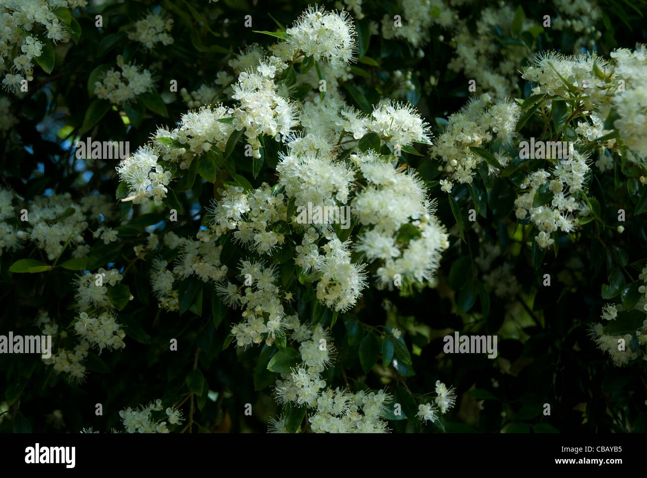 White myrtle flowers myrtus hi-res stock photography and images - Alamy