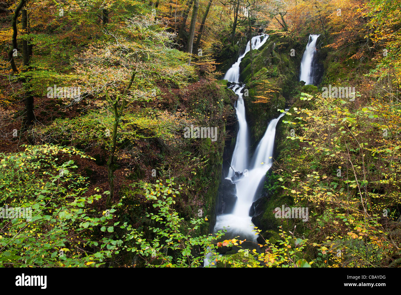 Stock Ghyll Force waterfall at Stock Ghyll Wood in full Autumn colour ...
