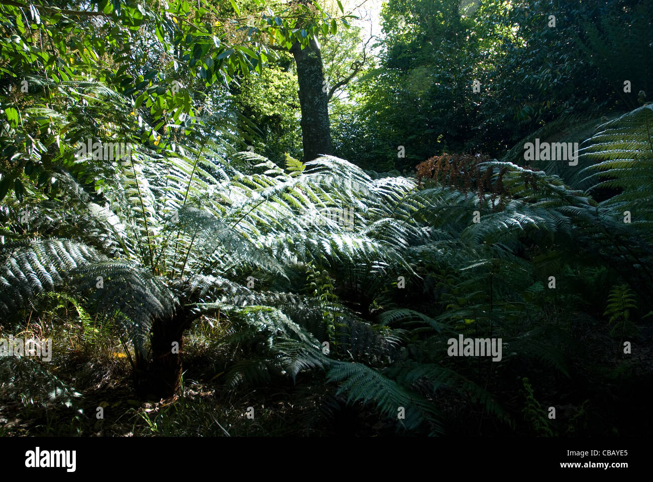 Leaves of a fern West London England United Kingdom Stock Photo - Alamy