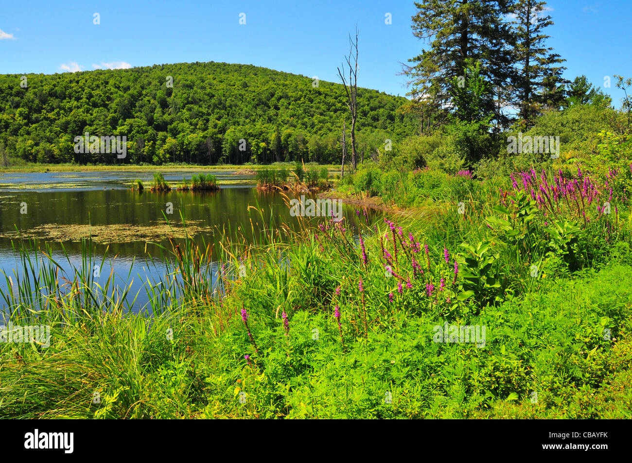 Gatineau Park, Quebec Stock Photo - Alamy