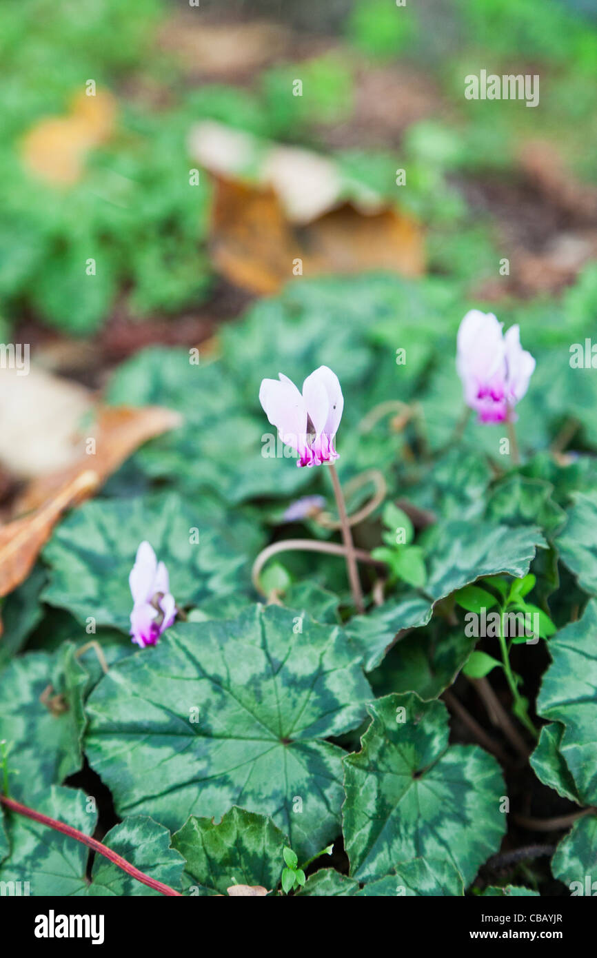 Purple autumn flowering ivy-leaved cyclamen (Cyclamen hederifolium) on ...
