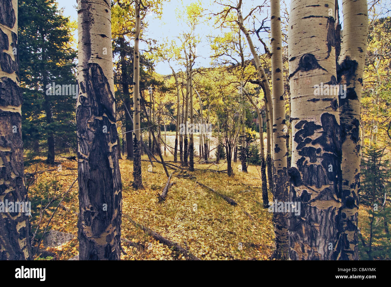 Aspen Grove, Rocky Mountain National Park Stock Photo - Alamy