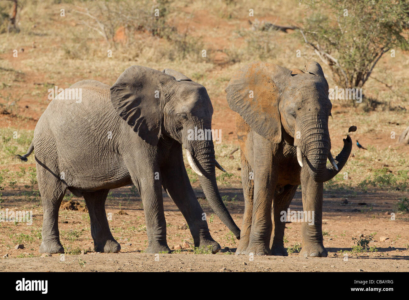 Elephant playing hi-res stock photography and images - Alamy