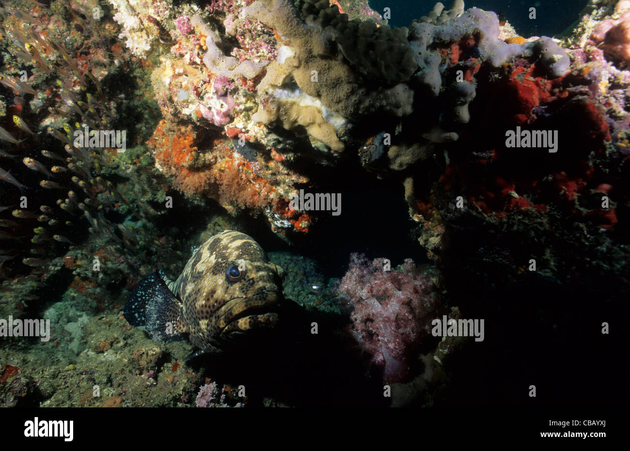 Maldives, underwater, Grouper on coral reef Stock Photo - Alamy