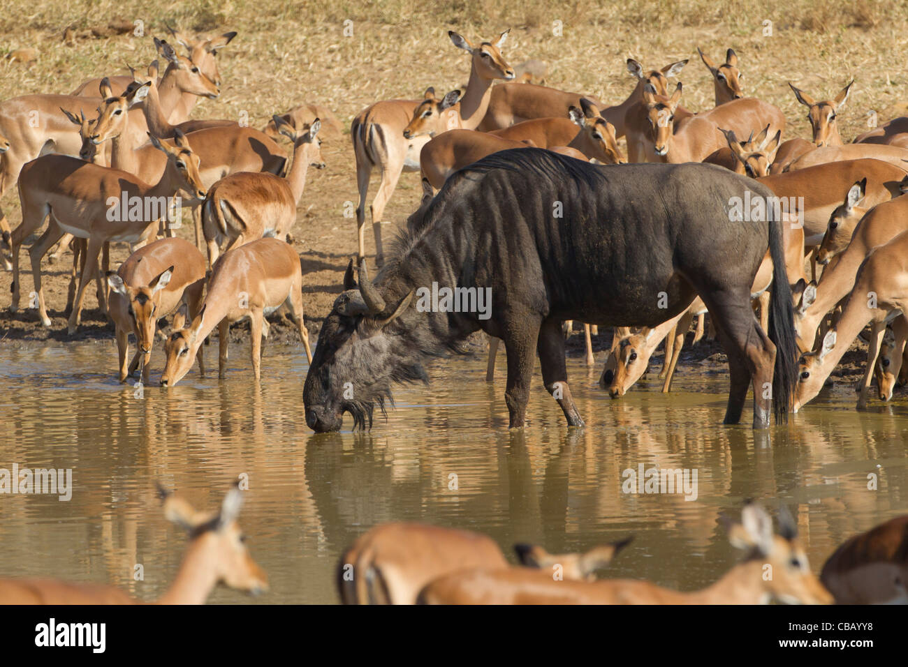 Blue wildebeest hi-res stock photography and images - Alamy