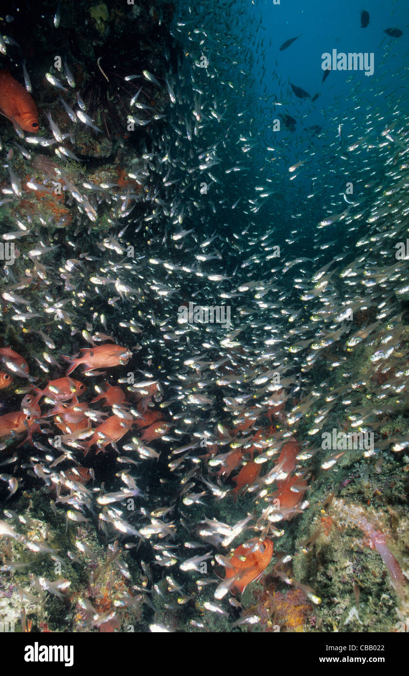 Squirrel fish hi-res stock photography and images - Alamy